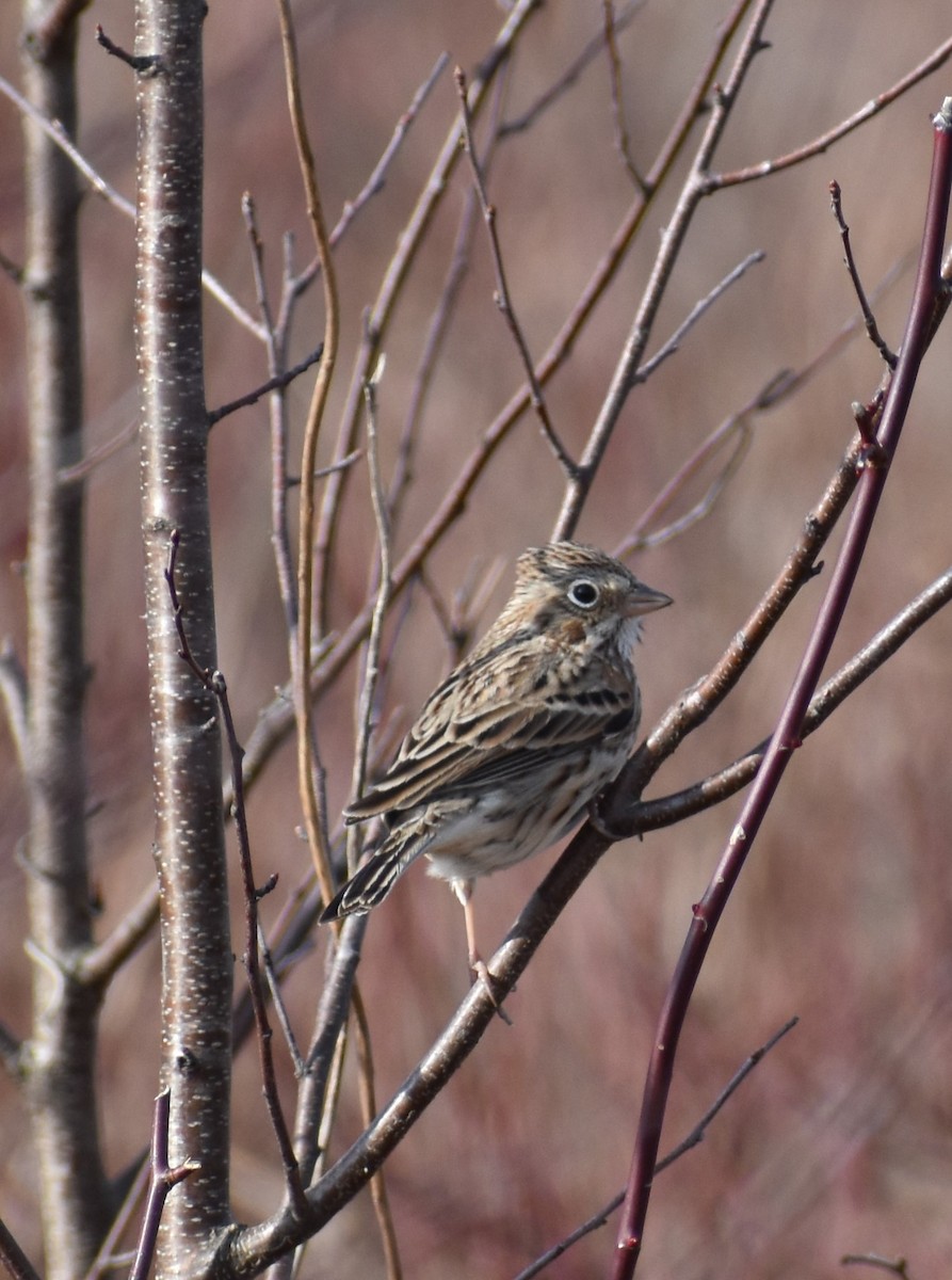 eBird Checklist - 21 Jan 2021 - Calverton VOR (CCC), field - 3 species