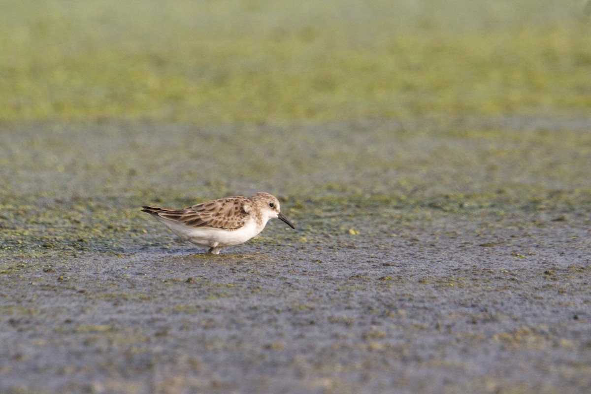 ML300434691 - Little Stint - Macaulay Library