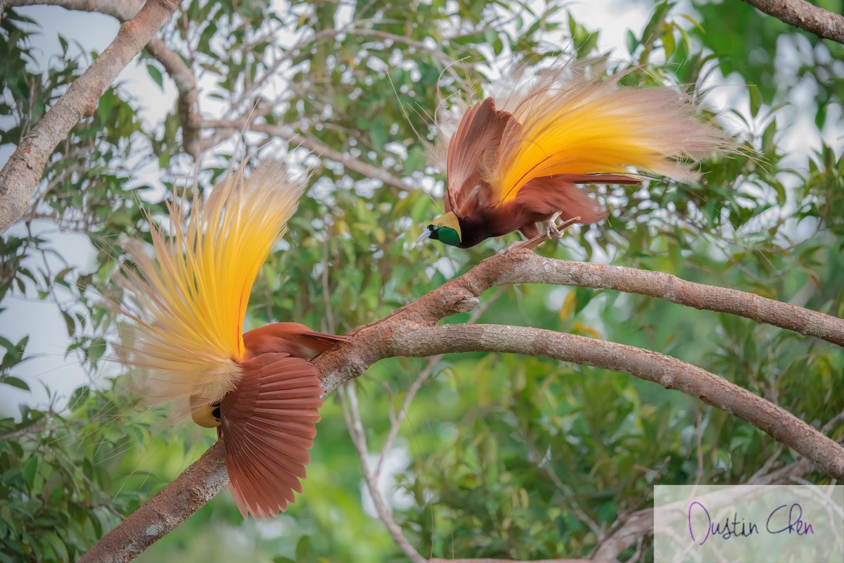 ML300481341 - Greater Bird-of-Paradise - Macaulay Library