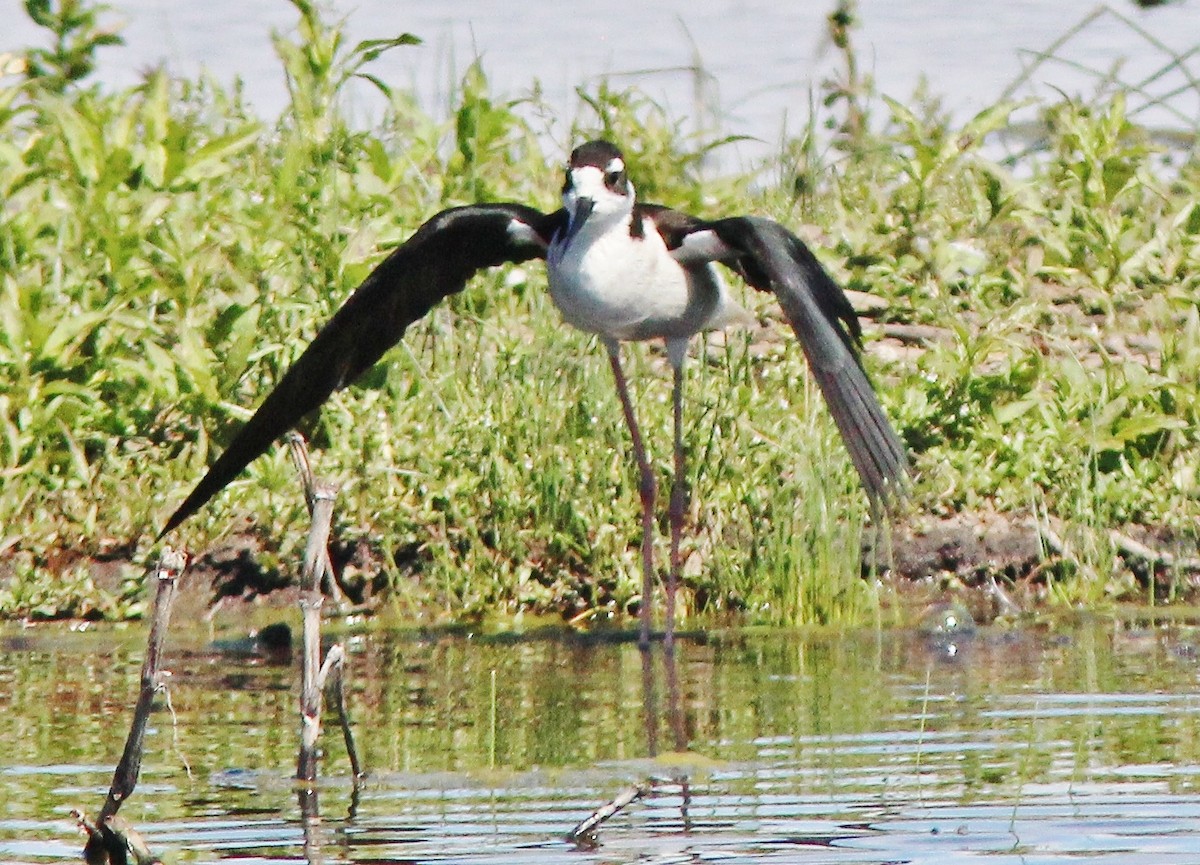 eBird Checklist - 11 Jun 2016 - Modoc NWR - 55 species