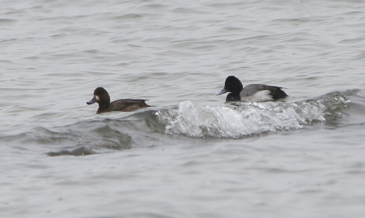 eBird Checklist - 25 Jan 2021 - North Point SP--Black Marsh - 33 species