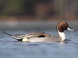 北戴河--鸽子窝公园 (Beidaihe--Dove Nest Park), Hebei, China - eBird Hotspot