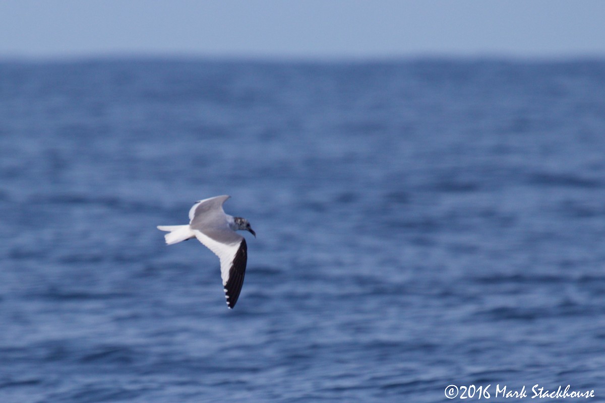 ML30161921 - Sabine's Gull - Macaulay Library