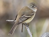 Jasper National Park (general), Banff, Alberta, Canada - eBird Hotspot