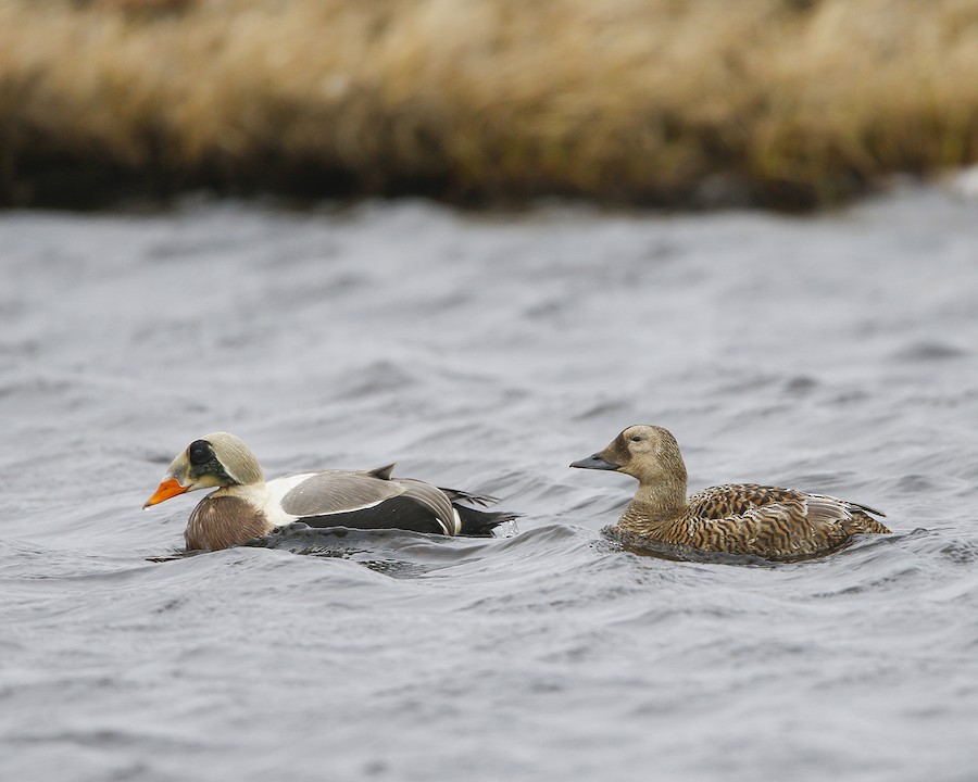 eider sp. - eBird
