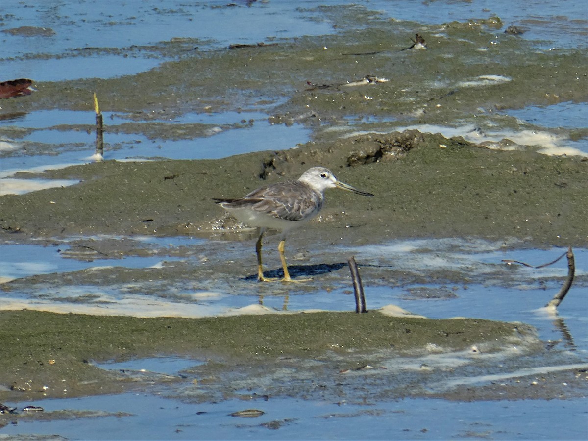 eBird Checklist - 23 Jan 2021 - Cairns Esplanade Northern - 23 species