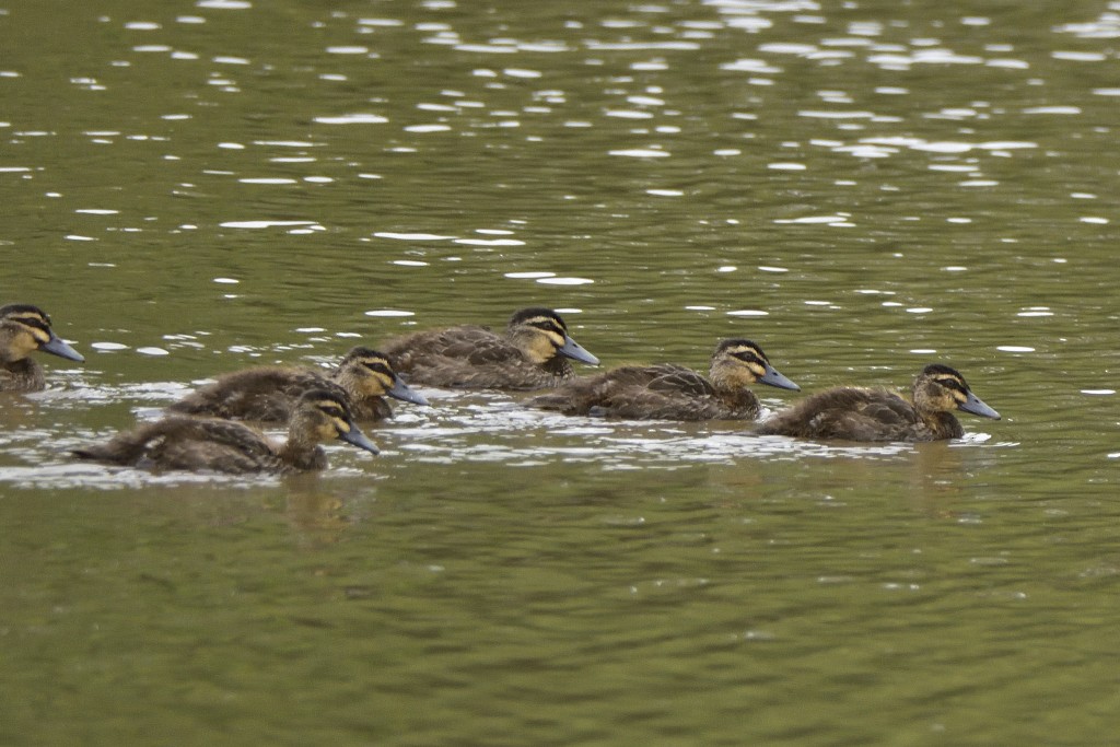 eBird Checklist - 28 Jan 2021 - Llewella Davies Memorial Walkway ...