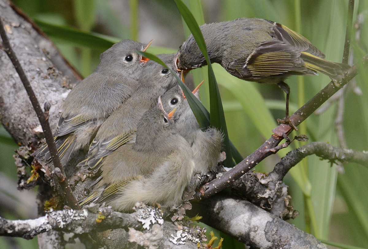 ML30209911 - Ruby-crowned Kinglet - Macaulay Library