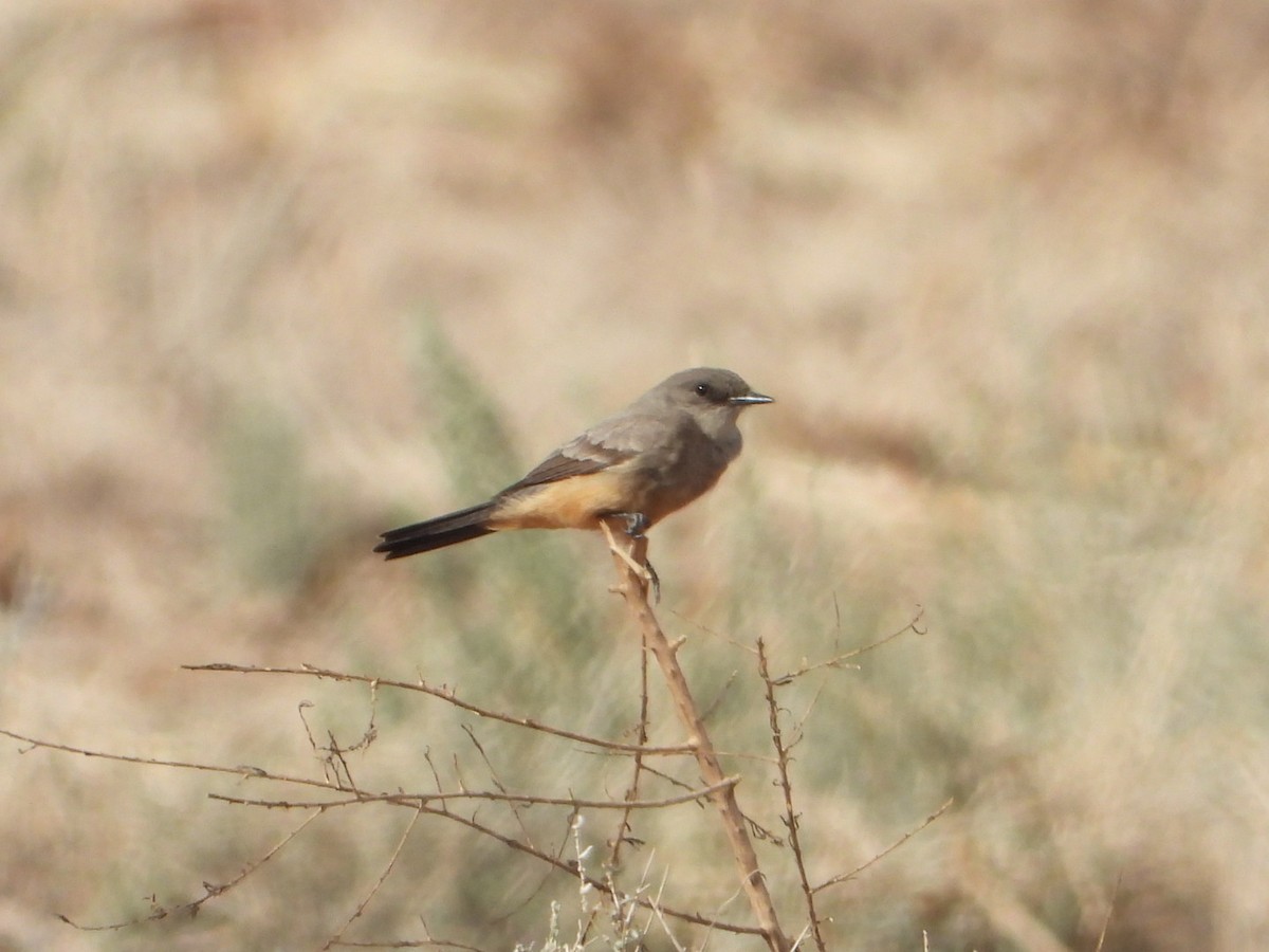 eBird Checklist - 28 Jan 2021 - Robbins Butte Wildlife Area - 22 species