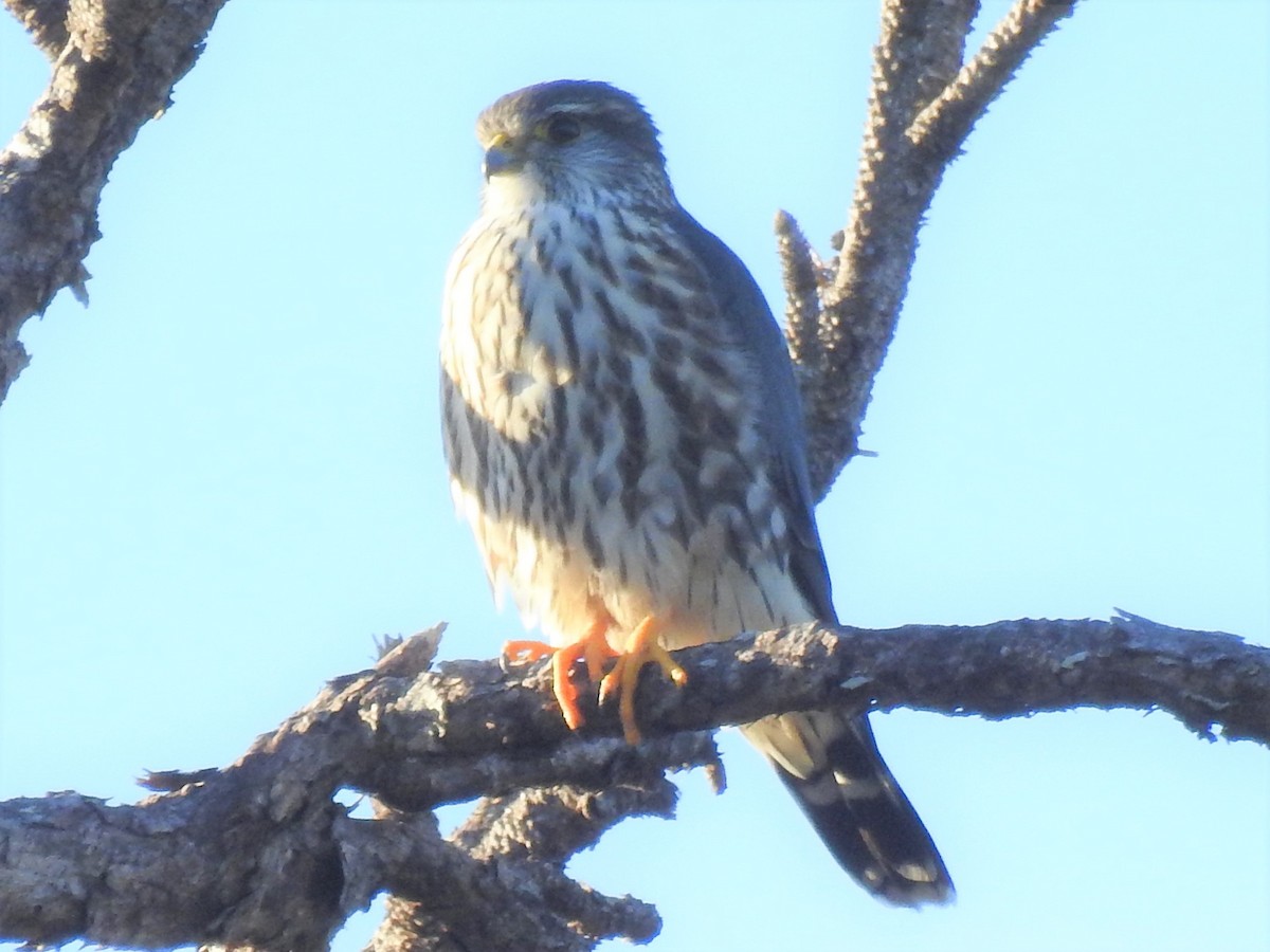 eBird Checklist - 29 Jan 2021 - Crowley Museum & Nature Center - 63 species