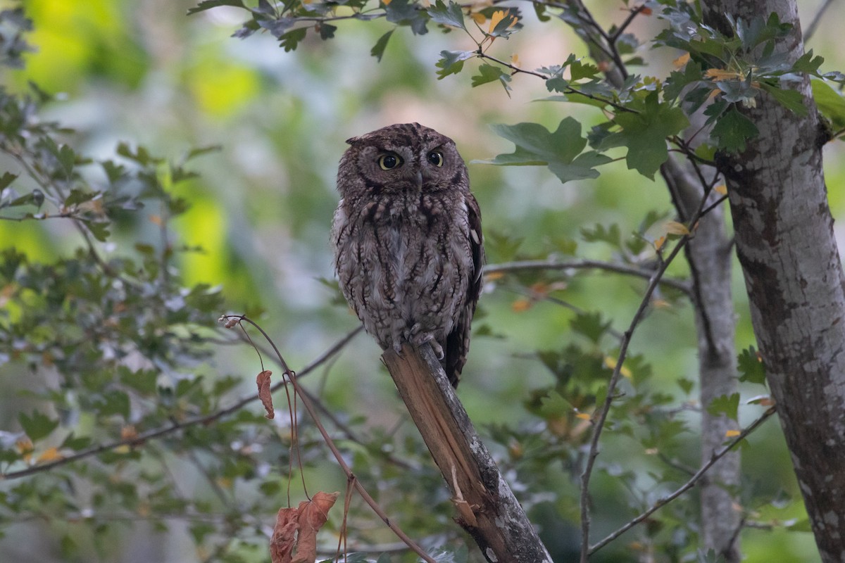 eBird Checklist - 31 Jul 2020 - Rose City Golf Course - 13 species