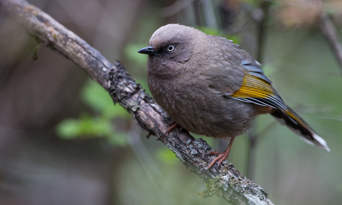 ML30332701 - Elliot's Laughingthrush - Macaulay Library