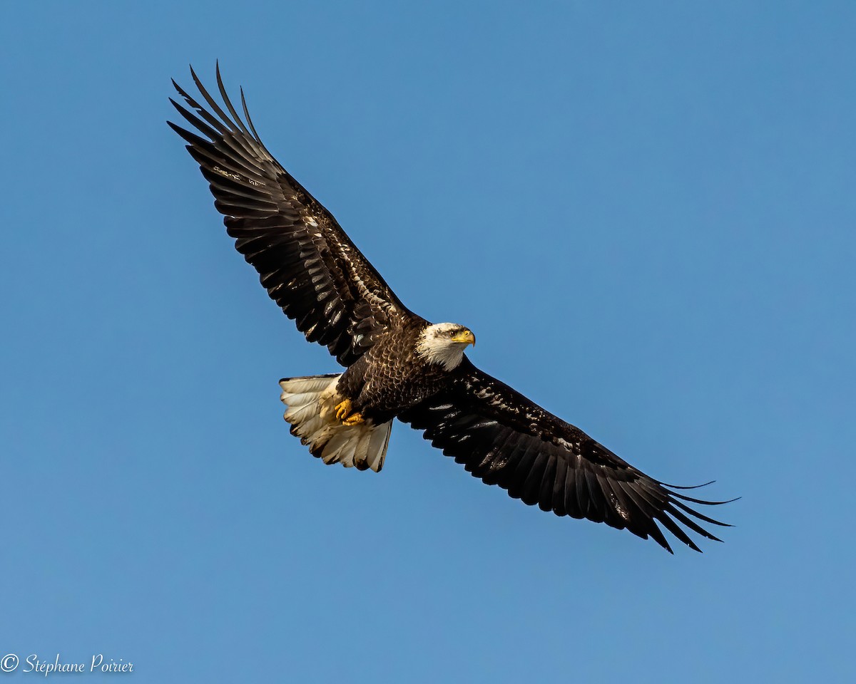 eBird Checklist - 1 Feb 2021 - Tantramar Marsh - 6 species