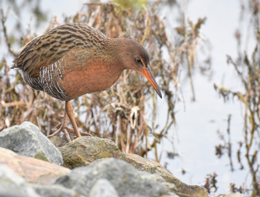 Ridgway's Rail (Light-footed) - eBird