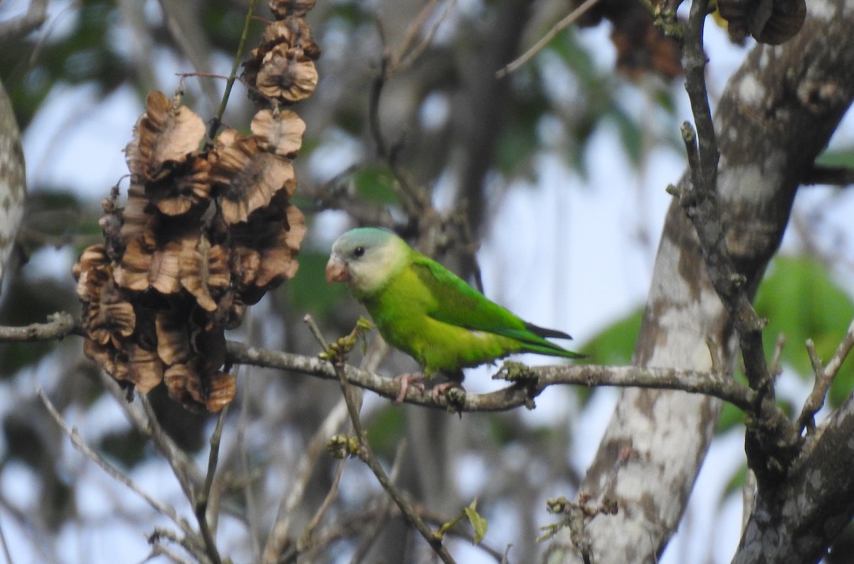 ML303733101 - Gray-cheeked Parakeet - Macaulay Library
