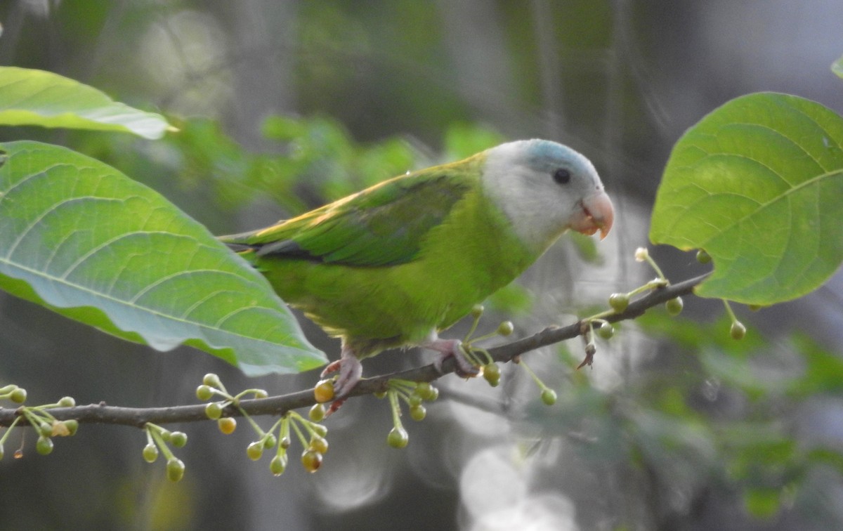 ML303733211 - Gray-cheeked Parakeet - Macaulay Library