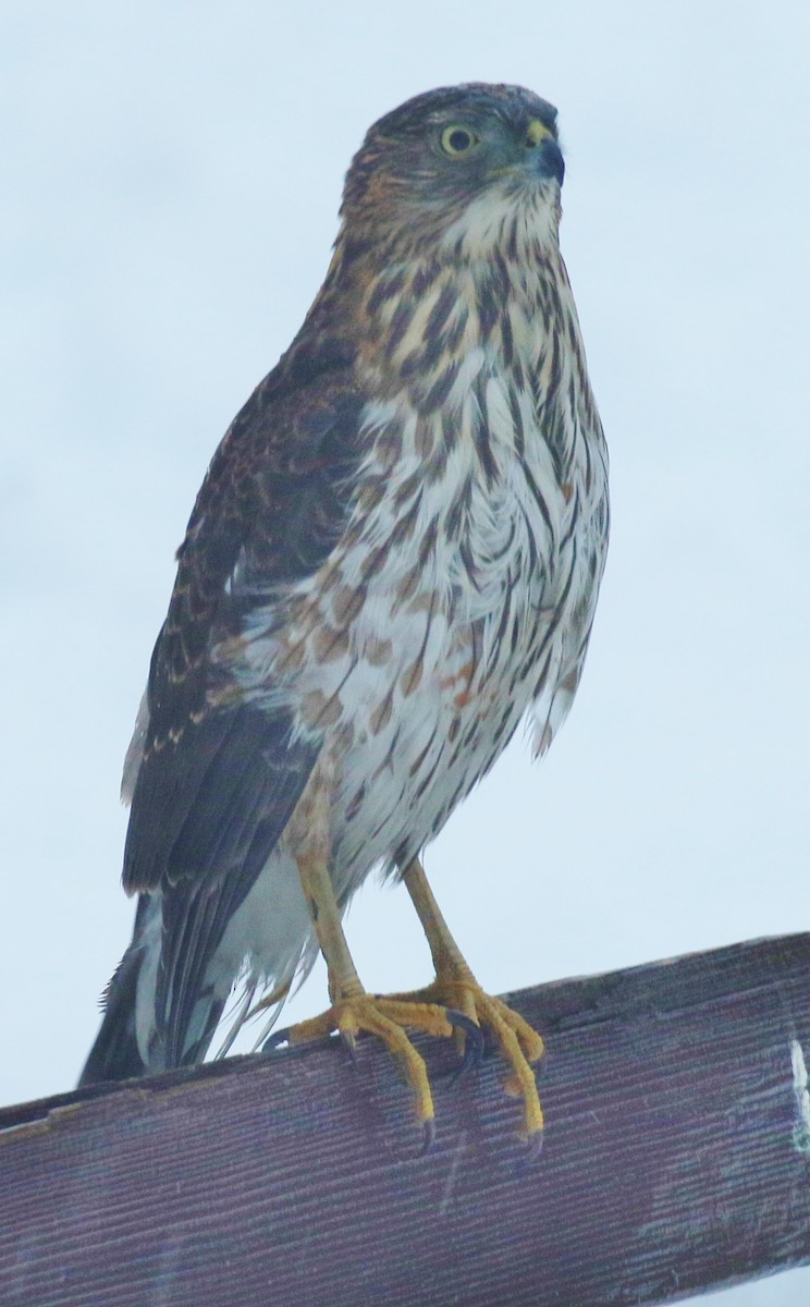 ML304471611 - Cooper's Hawk - Macaulay Library