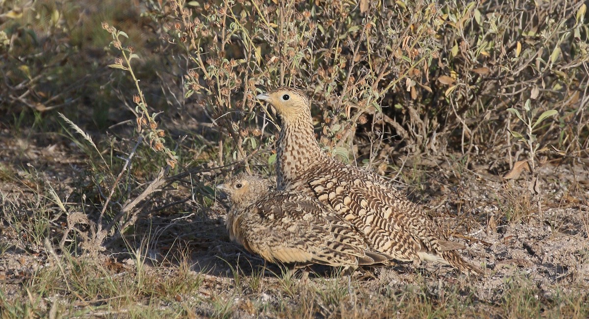 ML304728371 - Chestnut-bellied Sandgrouse - Macaulay Library