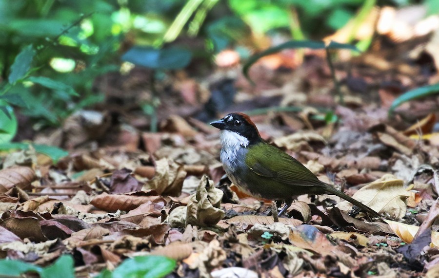 Chestnut-capped Brushfinch (Plain-breasted) - eBird