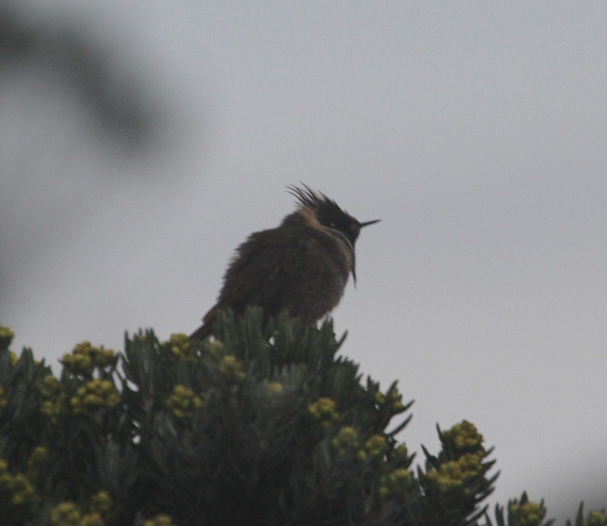 eBird Checklist - 9 Mar 2015 - PNN Chingaza--entrance road Piedras ...