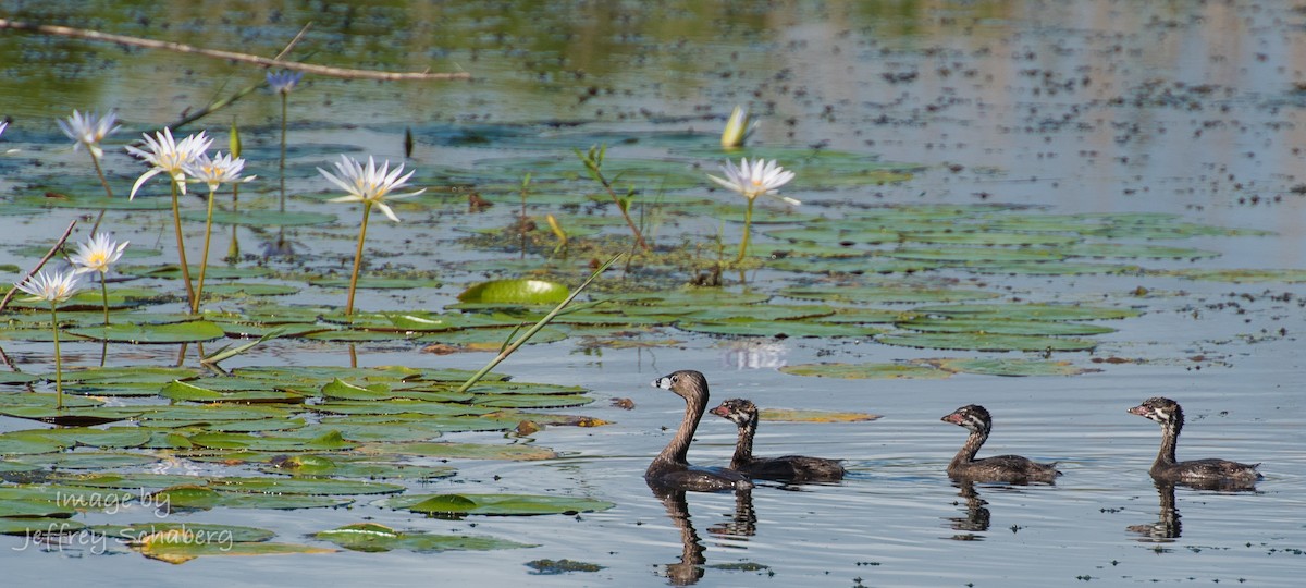 ML30526121 - Pied-billed Grebe - Macaulay Library