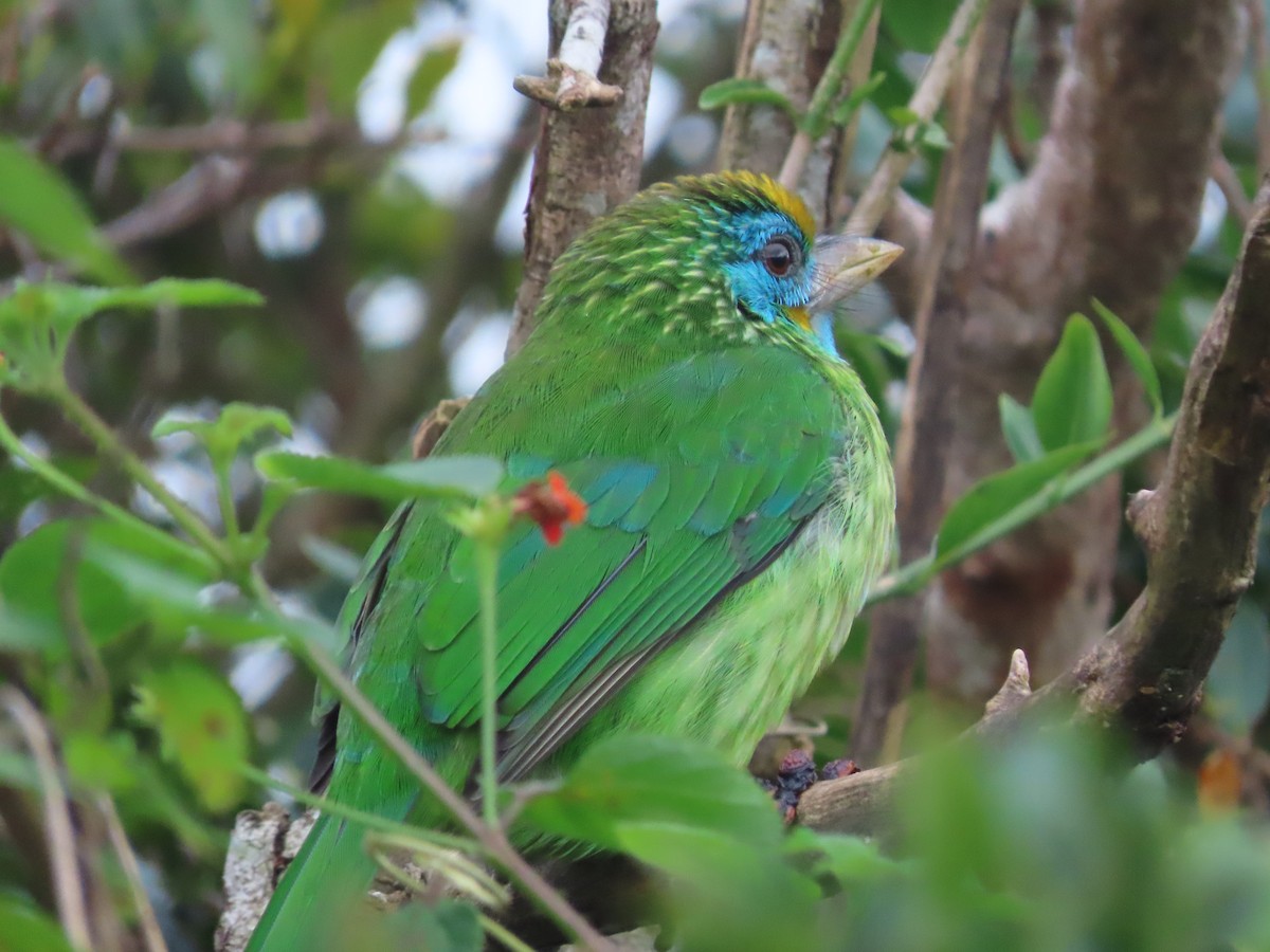 ML305377911 - Yellow-fronted Barbet - Macaulay Library
