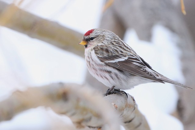 Newfoundland and Labrador, Canada - eBird