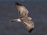 Dallas, Texas, United States - eBird