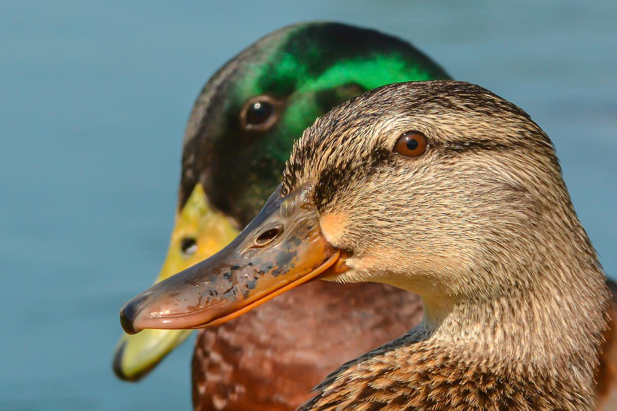 ML305662461 - Mallard (Domestic type) - Macaulay Library
