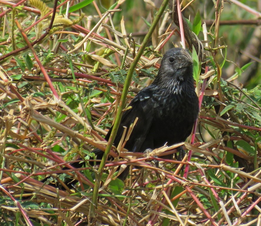 eBird Checklist - 7 Mar 2017 - Medio Queso wetland - 31 species