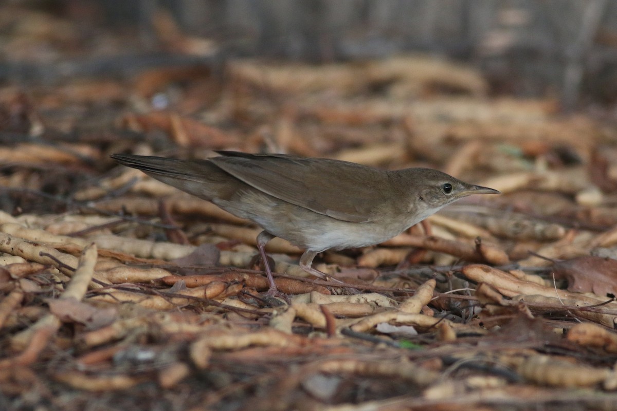 ML306572971 - Savi's Warbler - Macaulay Library