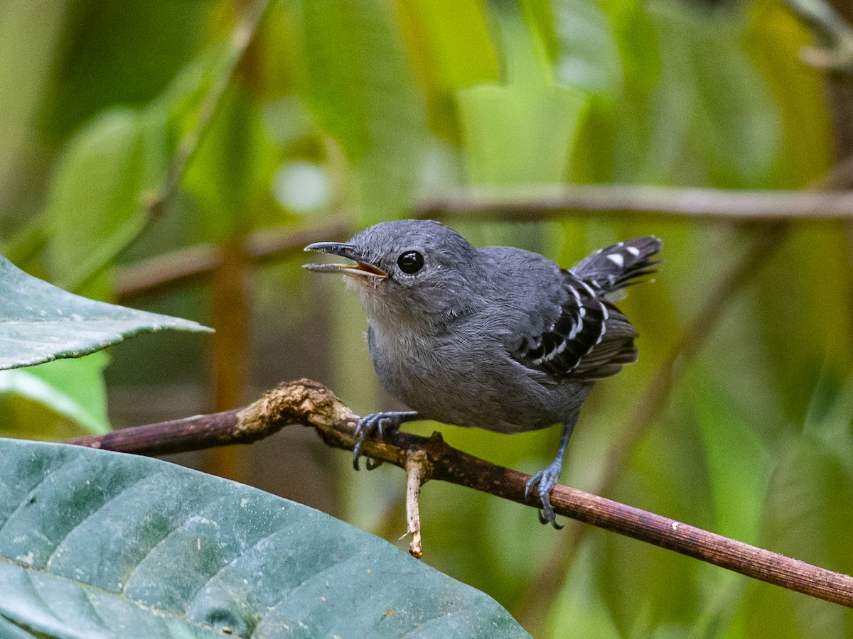 Plain-throated Antwren - Isleria hauxwelli - Birds of the World