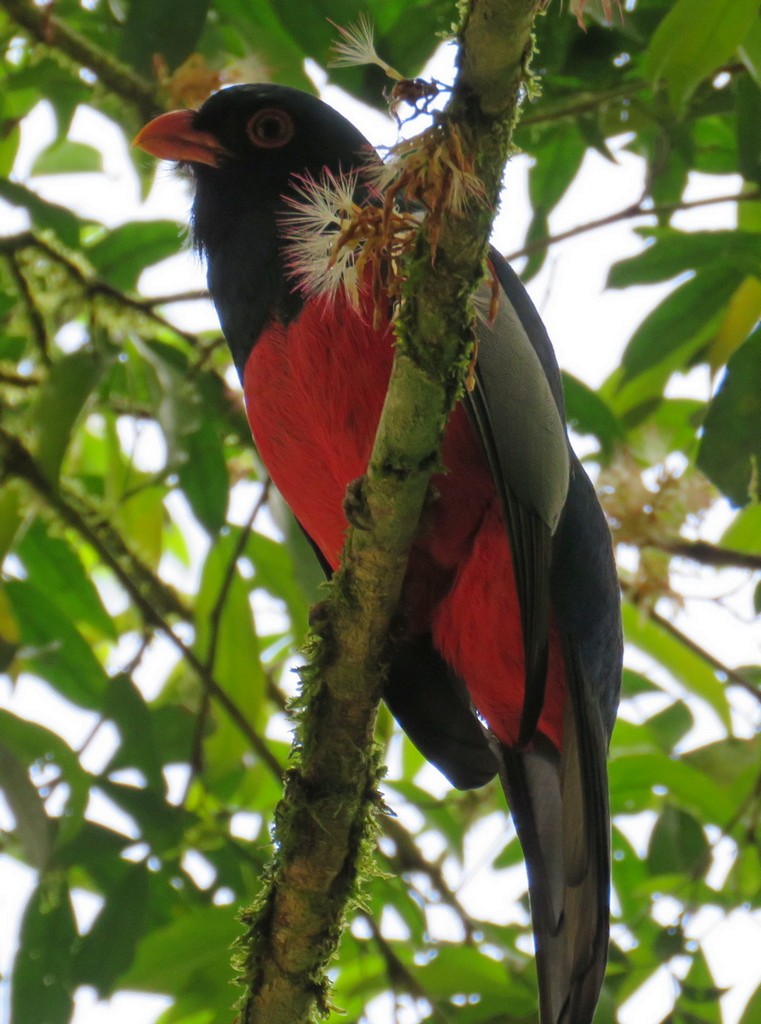 eBird Checklist - 10 Mar 2017 - Estación Biológica La Selva-OTS - 53 ...