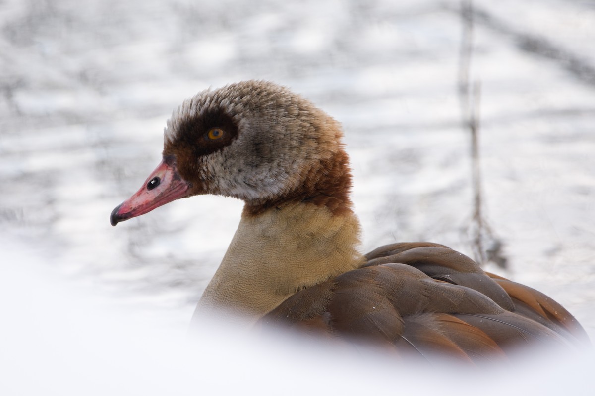 eBird Checklist - 12 Feb 2021 - Paradies Park, Jena - 21 species