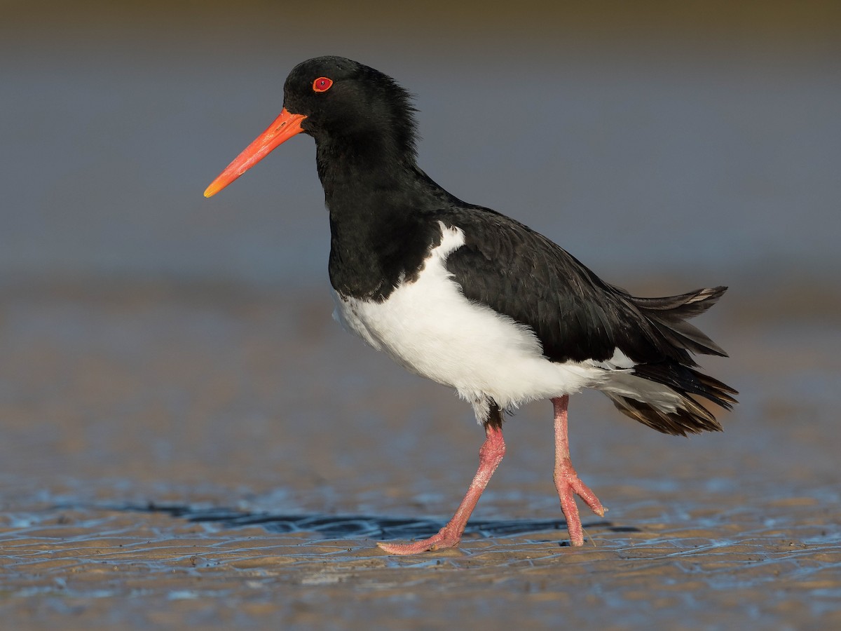 Pied Oystercatcher - Haematopus longirostris - Birds of the World