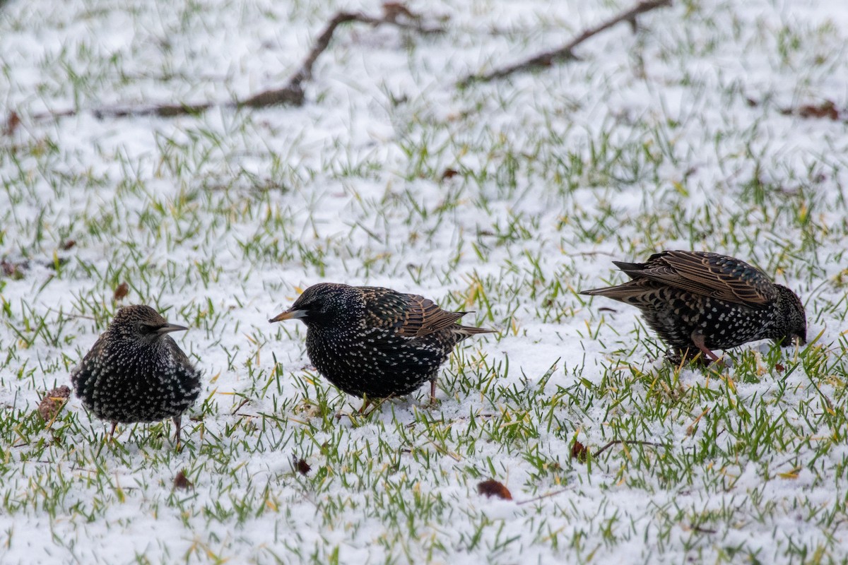 ML306909841 - European Starling - Macaulay Library