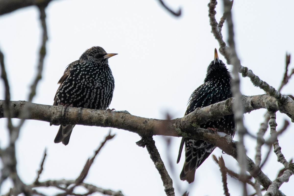 ML306909871 - European Starling - Macaulay Library