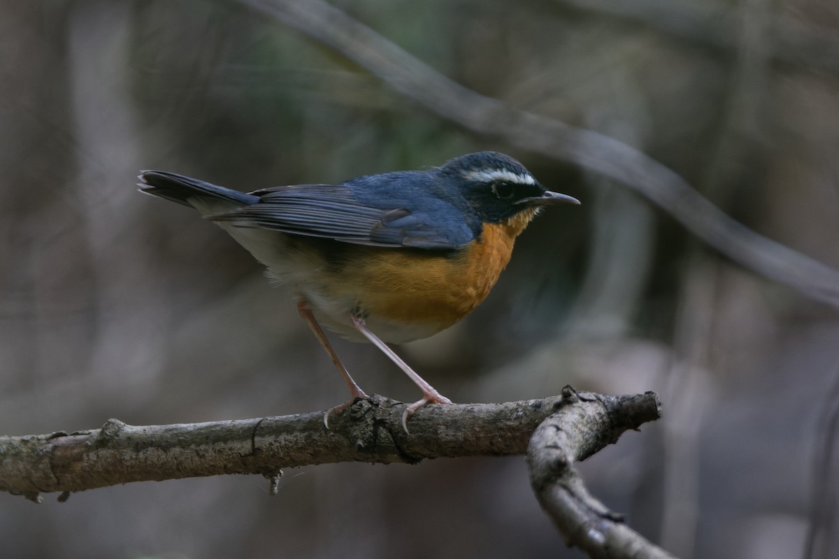 ML307404681 - Indian Blue Robin - Macaulay Library