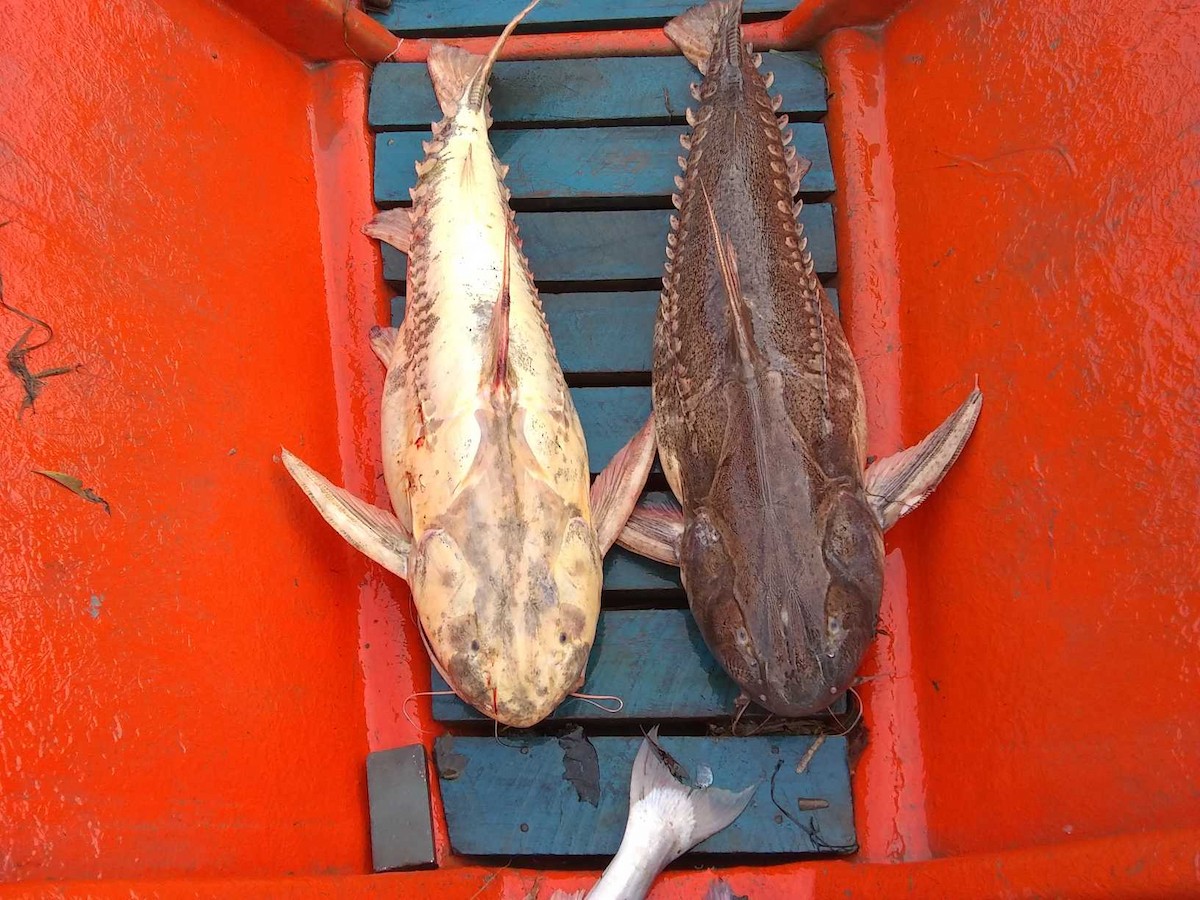 ML308196741 - Fish sp. - Macaulay Library