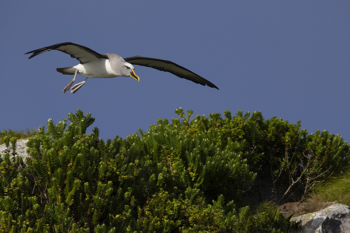 ML308307511 - Buller's Albatross - Macaulay Library