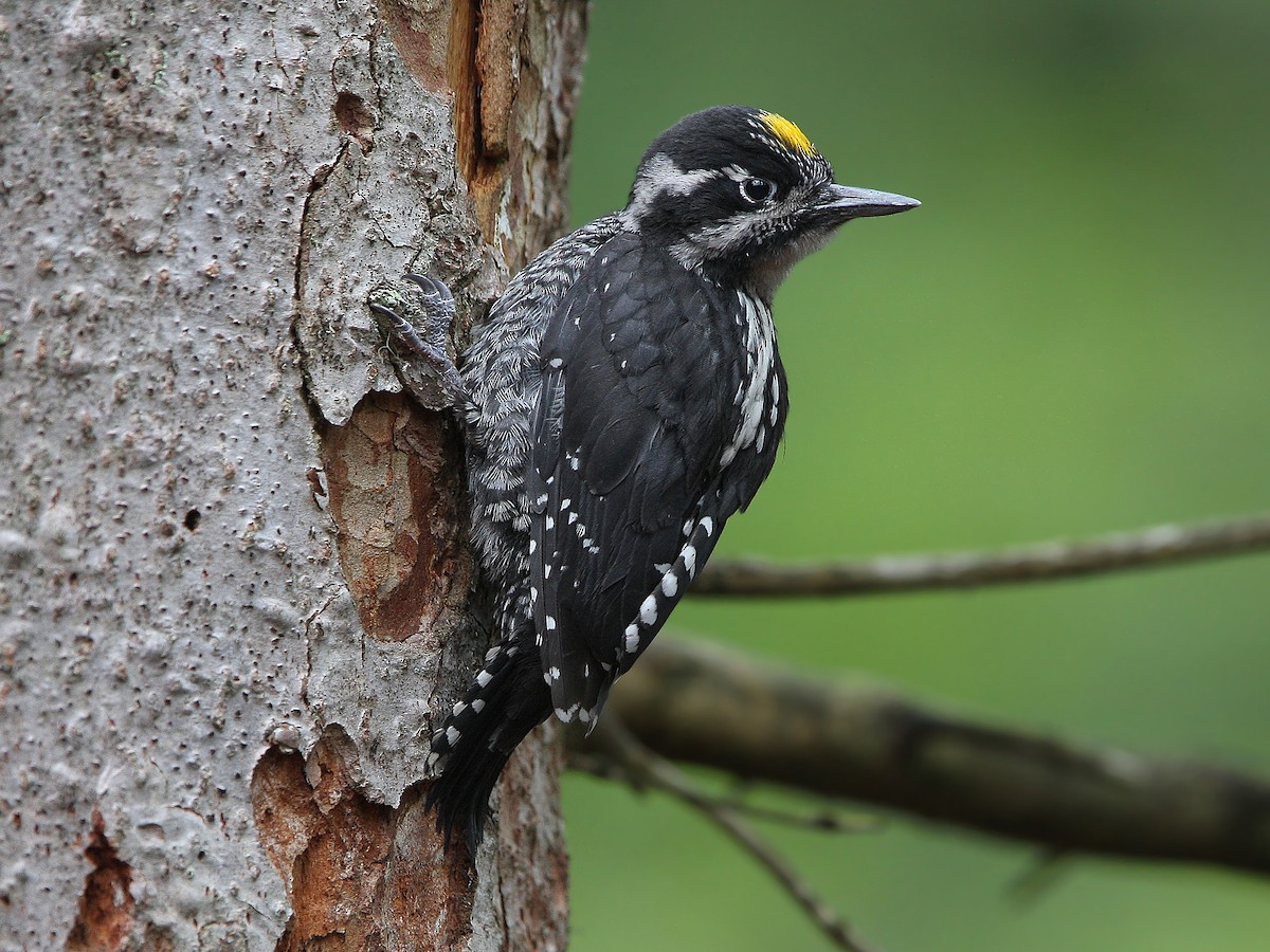 Eurasian Three-toed Woodpecker - Picoides tridactylus - Birds of the World