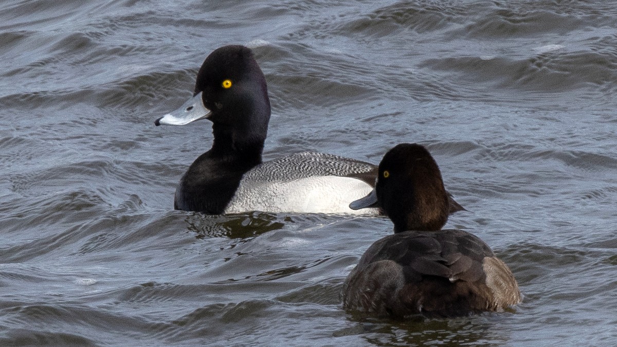 ML308744121 - Lesser Scaup - Macaulay Library