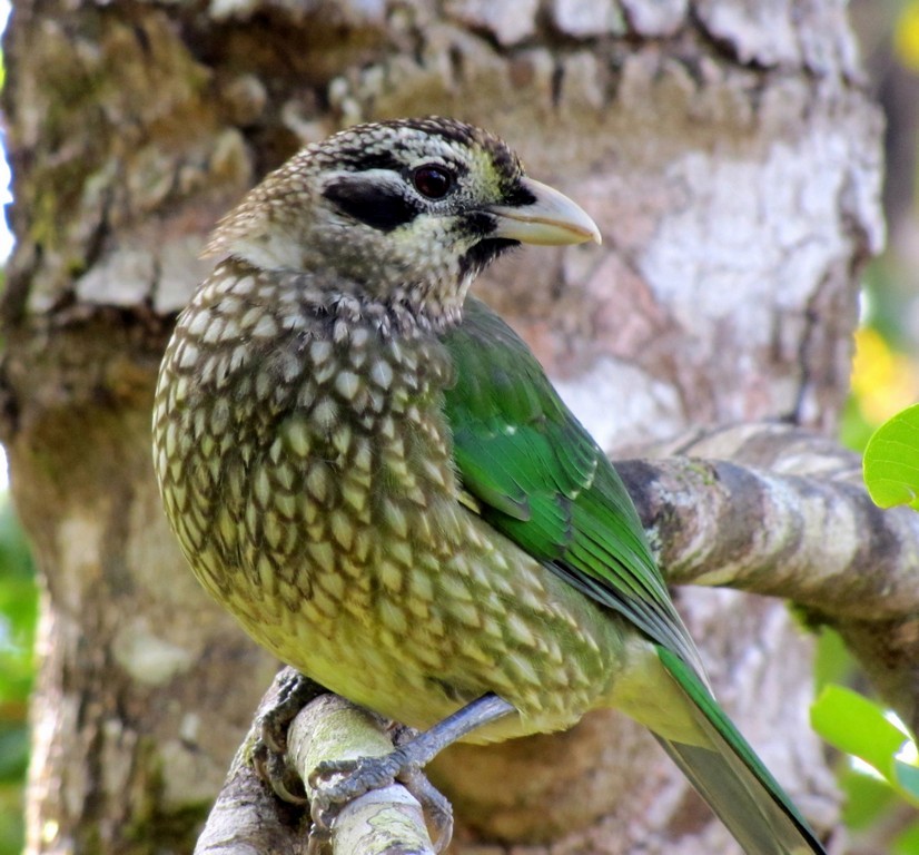 eBird Checklist - 1 Jul 2011 - Paluma Village - 30 species