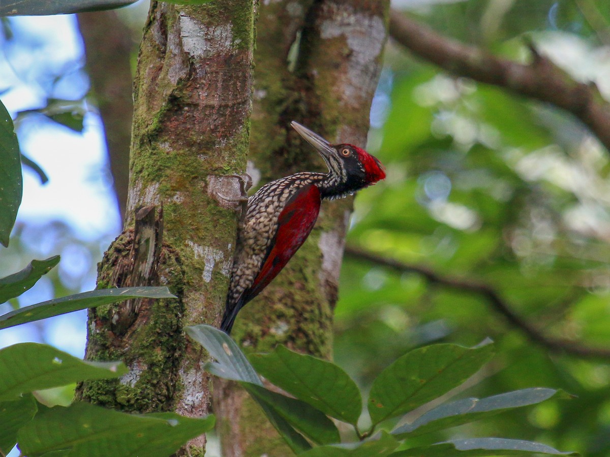 Crimson-backed Flameback - Chrysocolaptes stricklandi - Birds of the World
