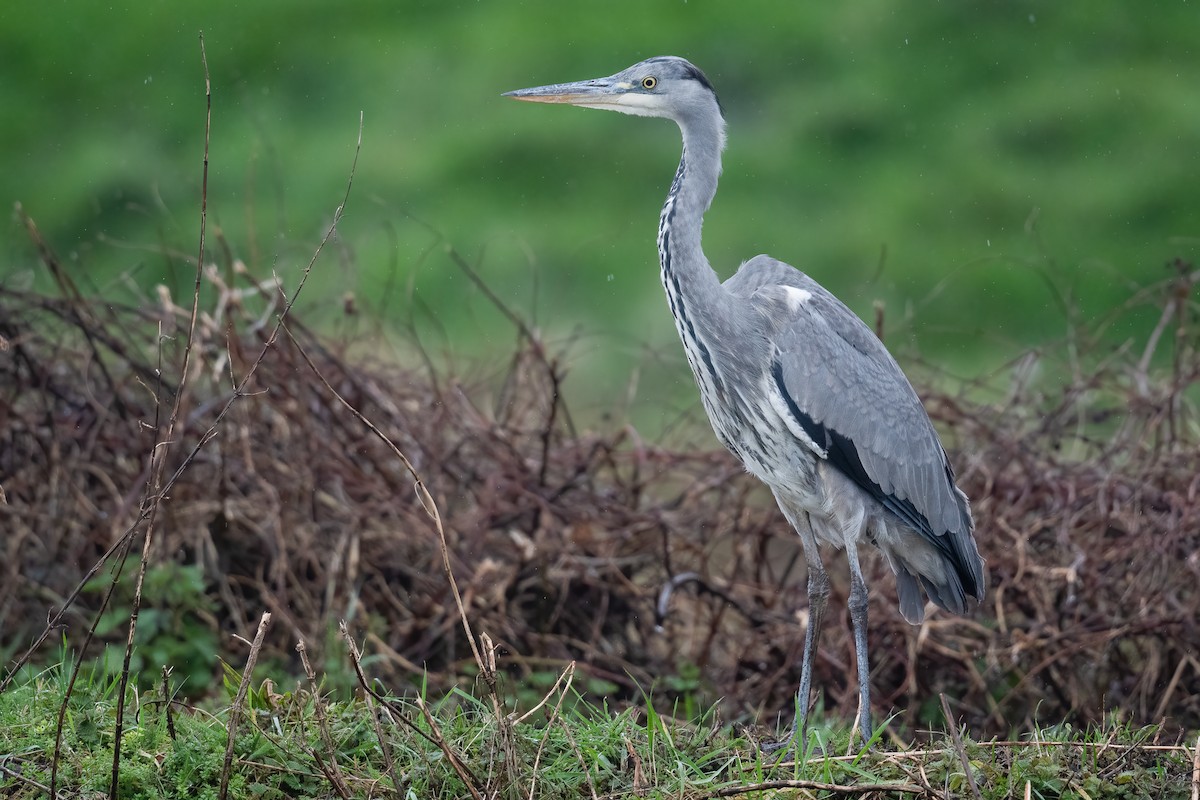 ML308945991 - Gray Heron - Macaulay Library