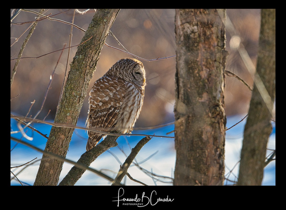 eBird Checklist - 17 Feb 2021 - Fort Cassin / Porter Bay - 18 species
