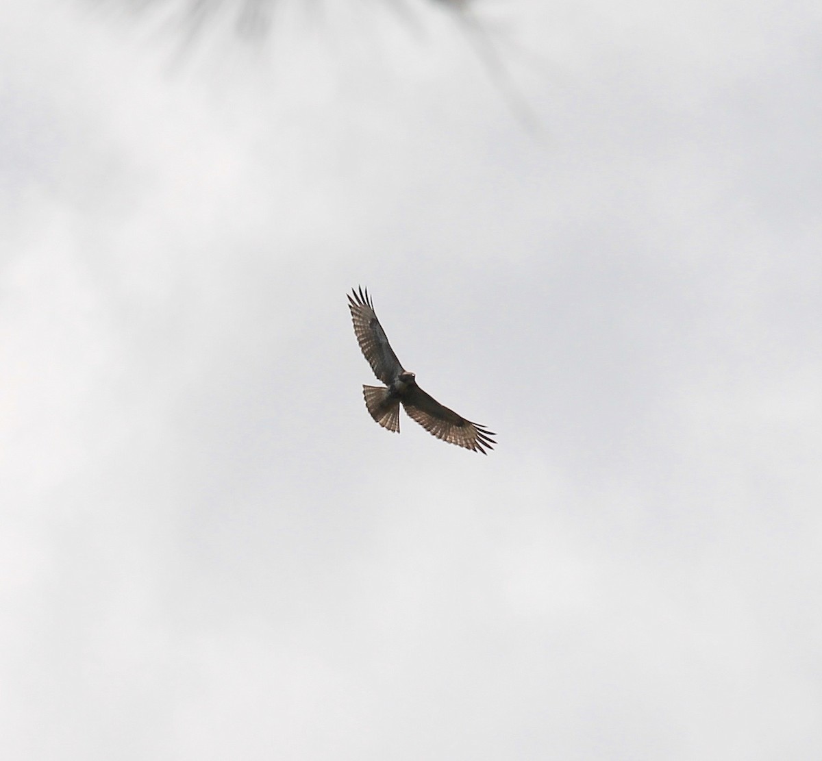 ML30901181 - Red-tailed Hawk - Macaulay Library
