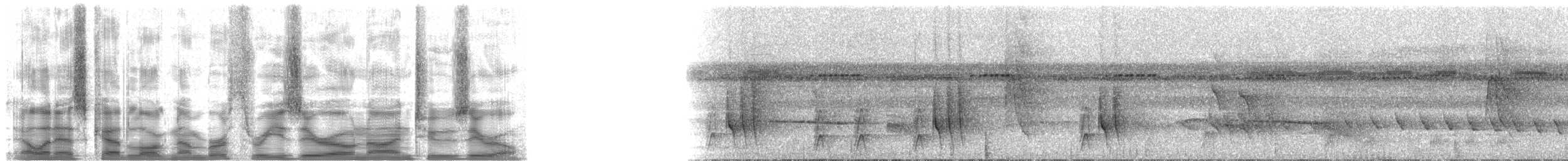 ML30920 - Cinereous Antshrike - Macaulay Library
