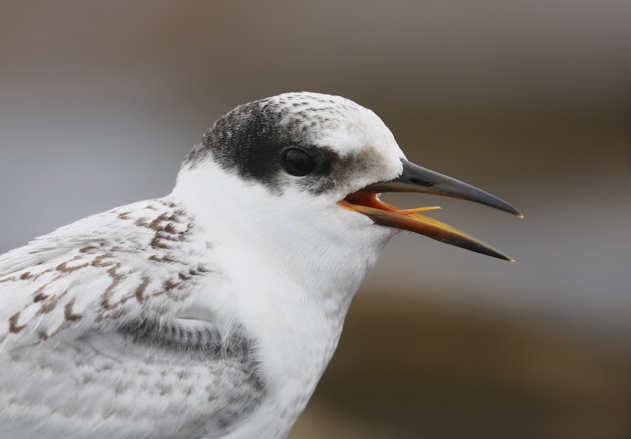 Little x Australian Fairy Tern (hybrid) - eBird