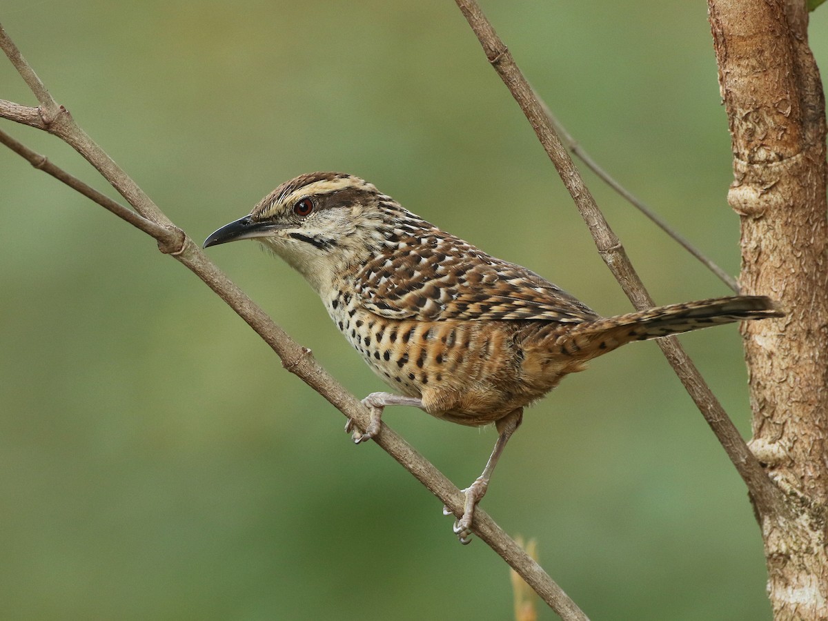 Spotted Wren - Campylorhynchus gularis - Birds of the World